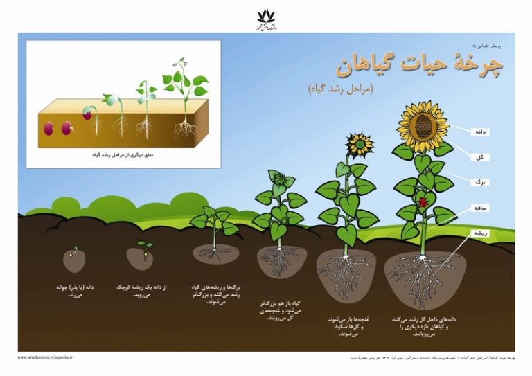 پوستر آموزشی چرخه حیات گیاهان مراحل رشد گیاه پوسترهای آموزشی دانشنامه دانش‌آموز